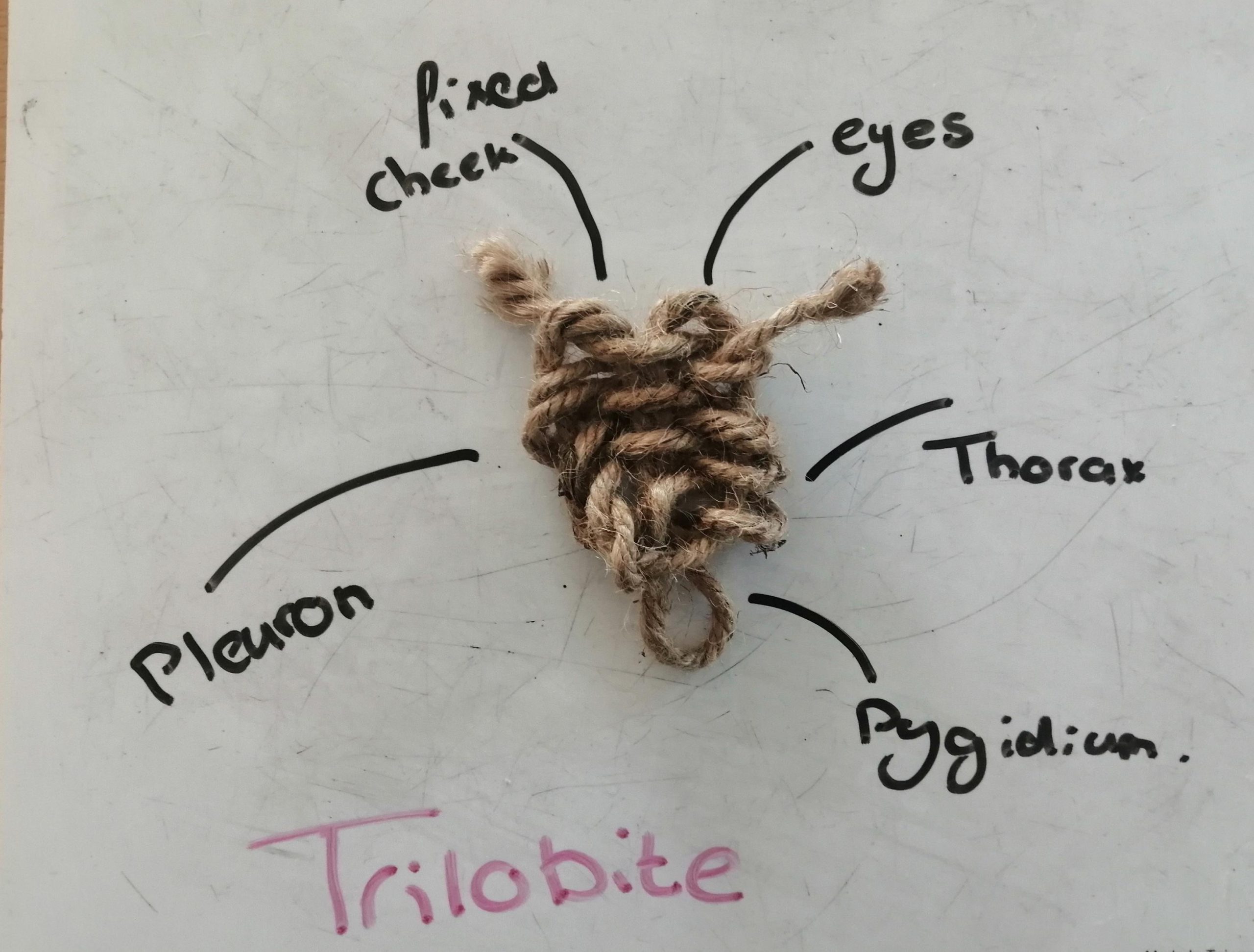 Terrific Trilobites - William Howard School